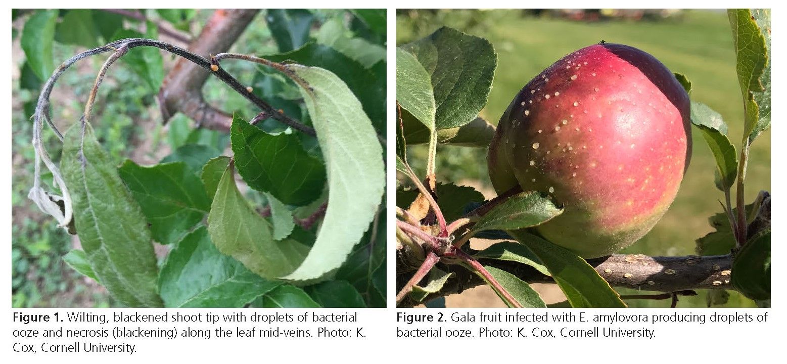 Dealing with Fireblight