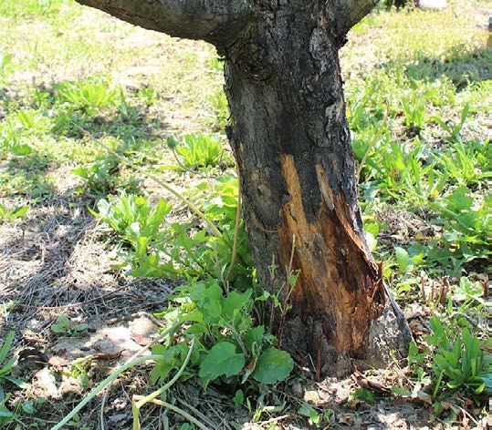 Dealing with Fireblight