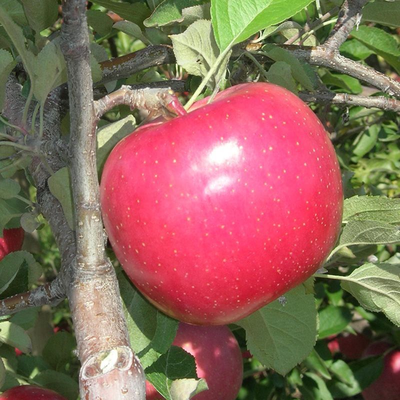 Royal Oak Farm Orchard - Apples, U-Pick