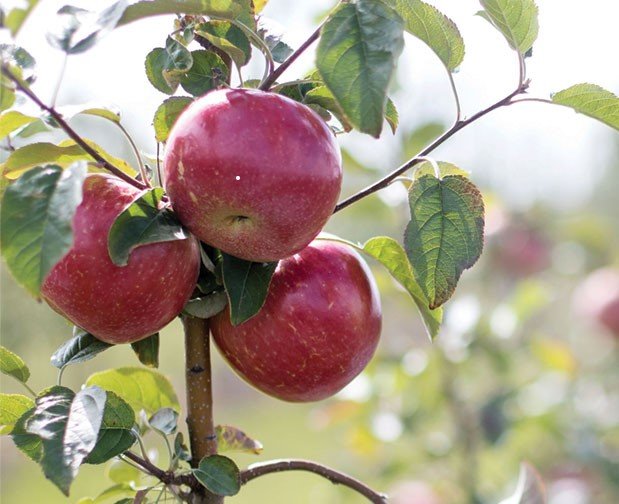 Royal Oak Farm Orchard - Apples, U-Pick