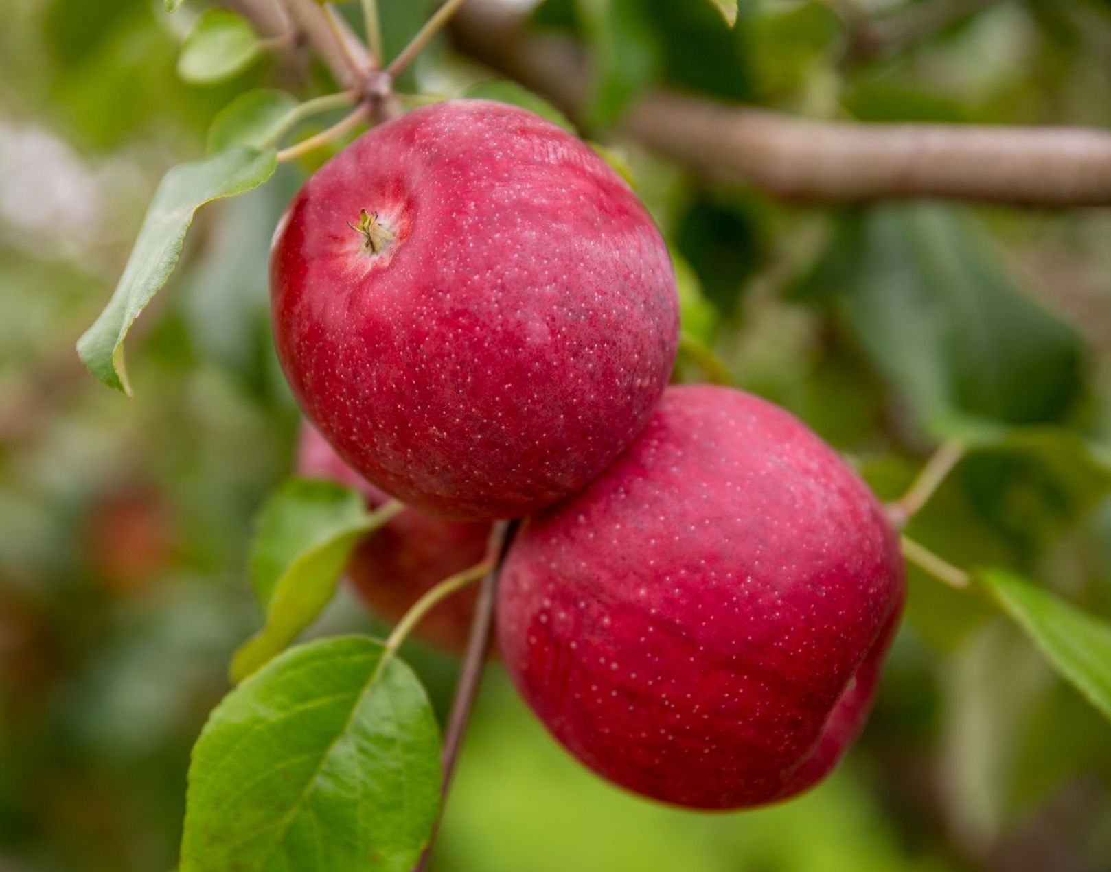 Royal Oak Farm Orchard - Apples, U-Pick