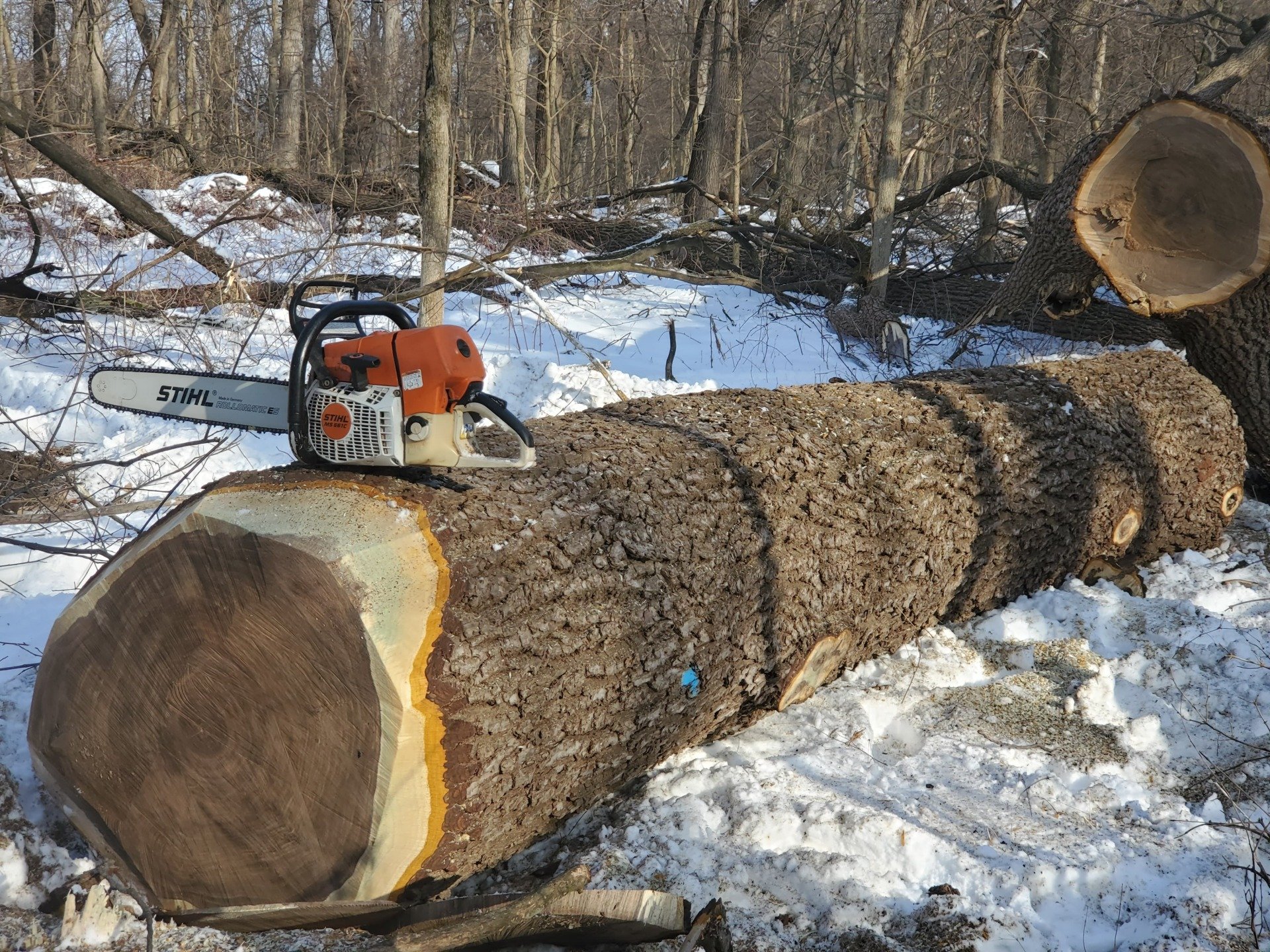 Fischer Sawmill | Licensed Tree Buying & Logging Services