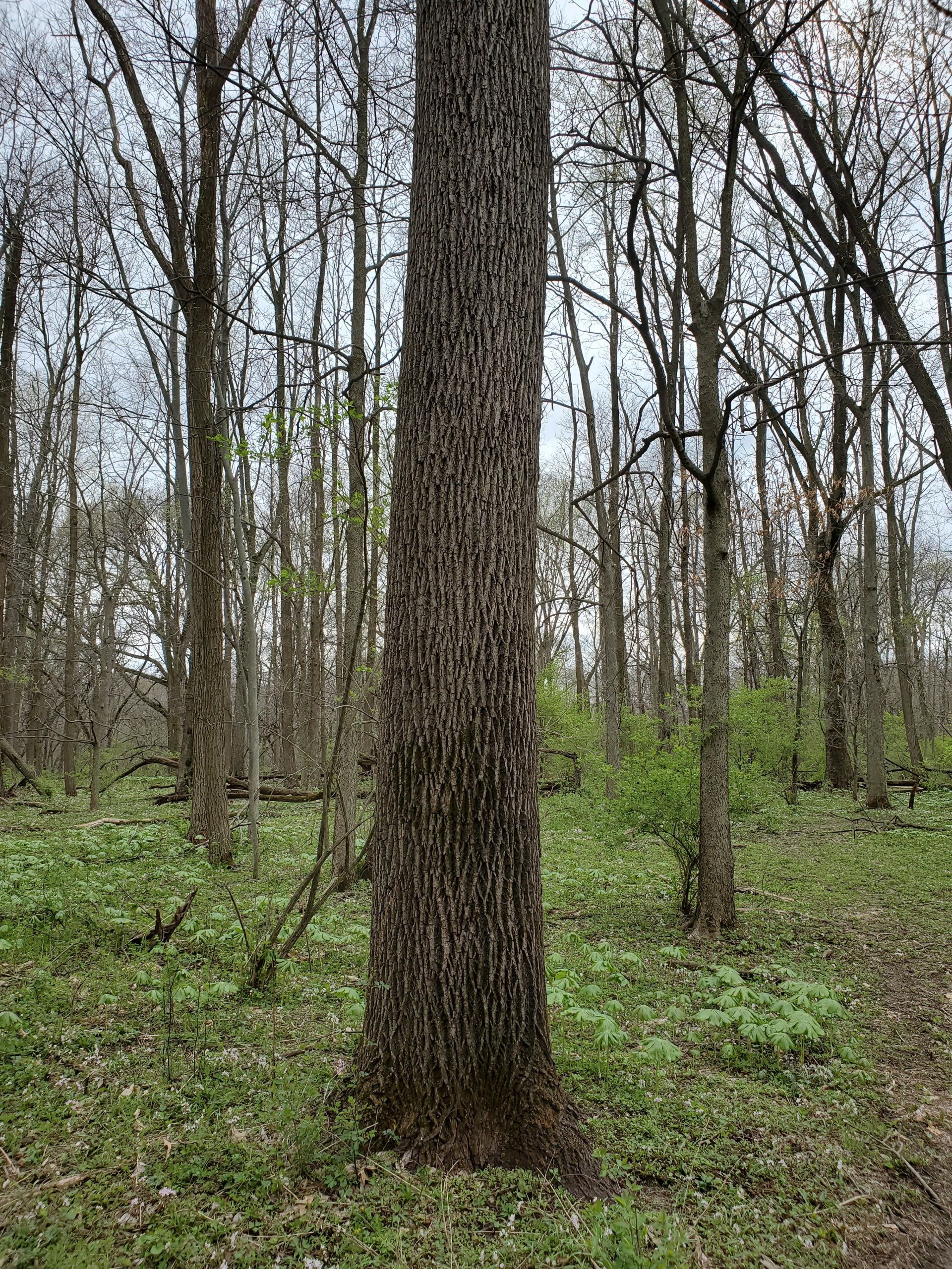 Fischer Sawmill & Tree Buying | Home