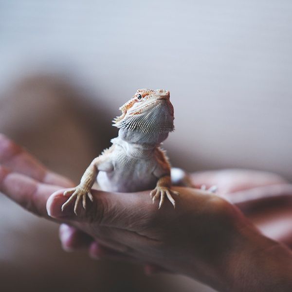 Pet Store | Animal Kingdom | Orange, NJ