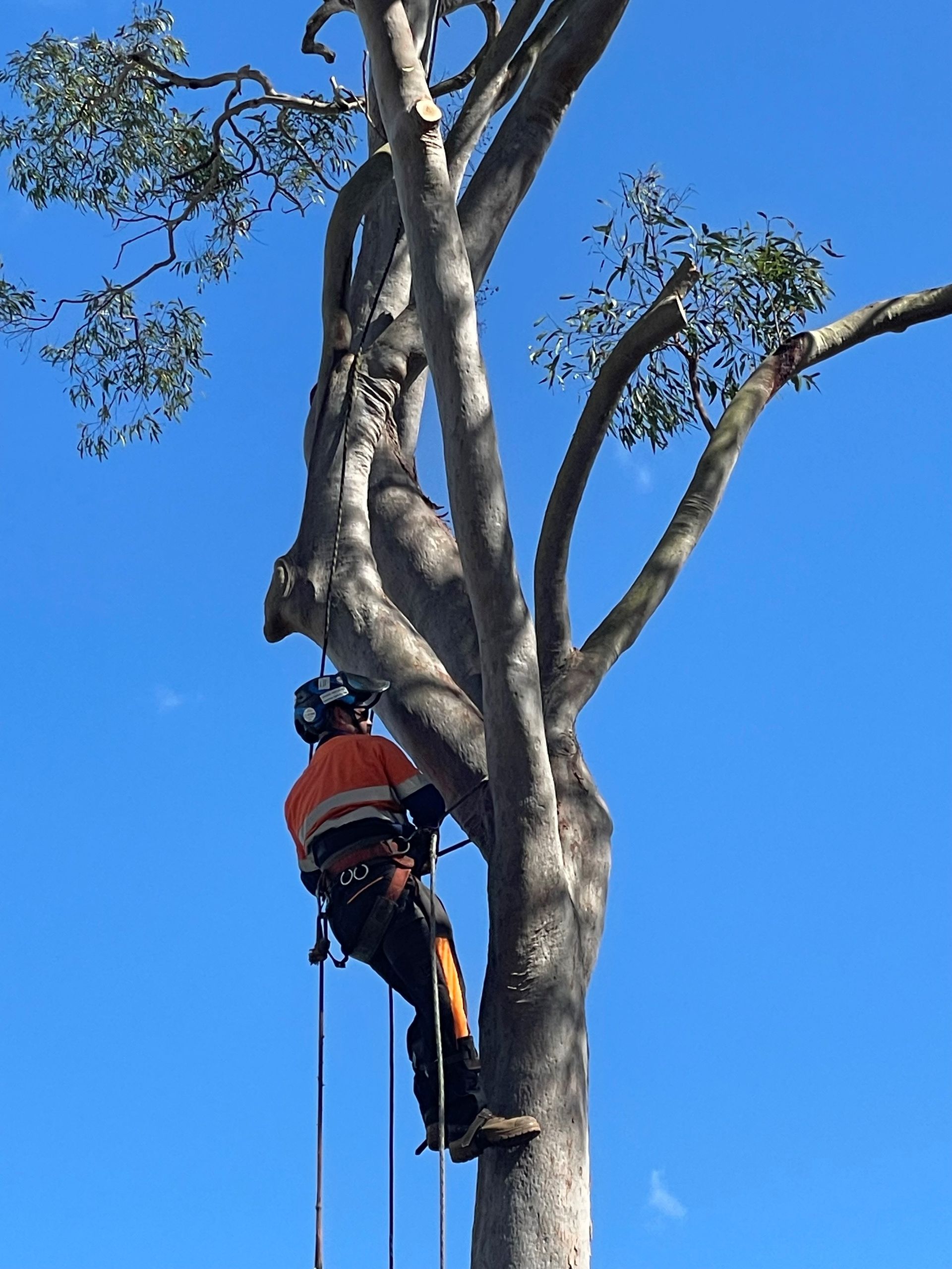 Tree Lopping Services Brisbane | GDE Tree Services | FREE Quotes