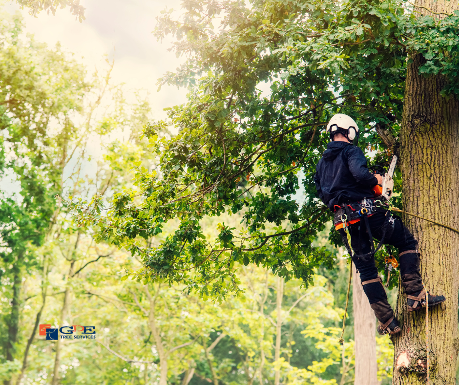 Large Tree Removal Techniques Used by Arborists