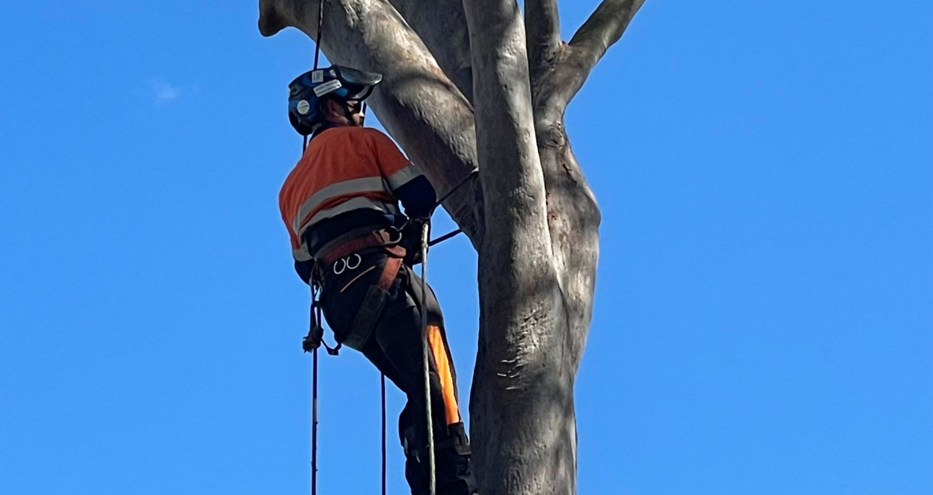 Arborist Knowledge Hub | GDE Tree Services (07) 3910 3439