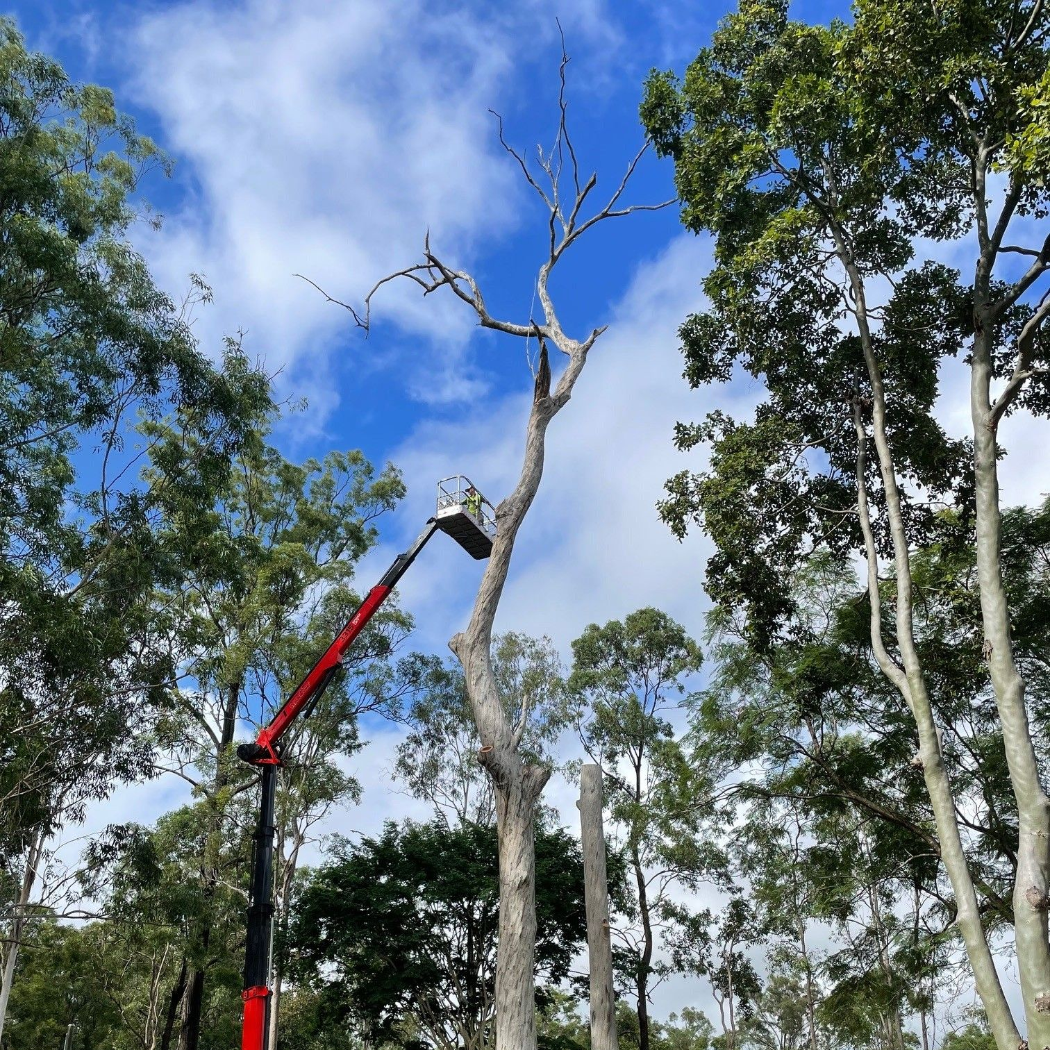 Tree Removal in Rocklea | Lopping and Tree Cutting | GDE