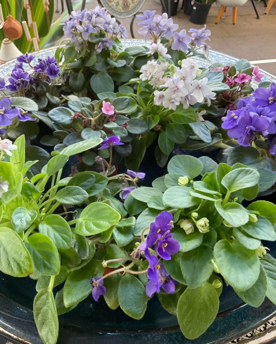 Plants in Dubbo | Magnolia Nursery
