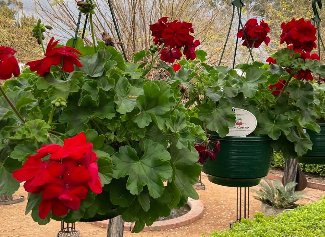 Plants in Dubbo | Magnolia Nursery