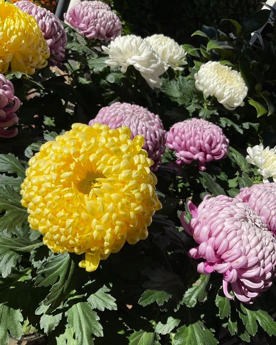 Nursery in Dubbo | Magnolia Nursery