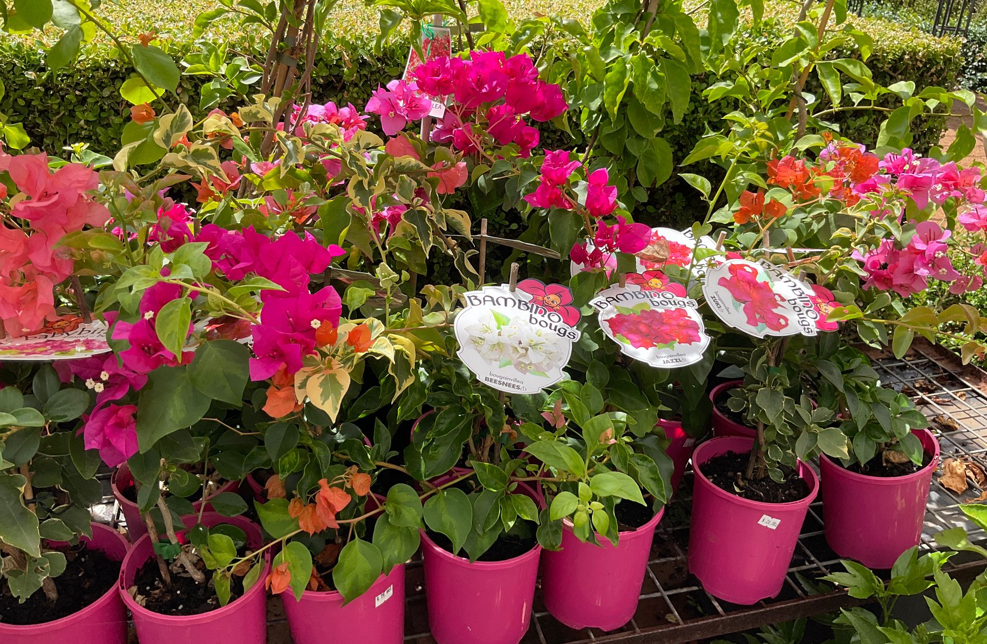 Plants in Dubbo | Magnolia Nursery