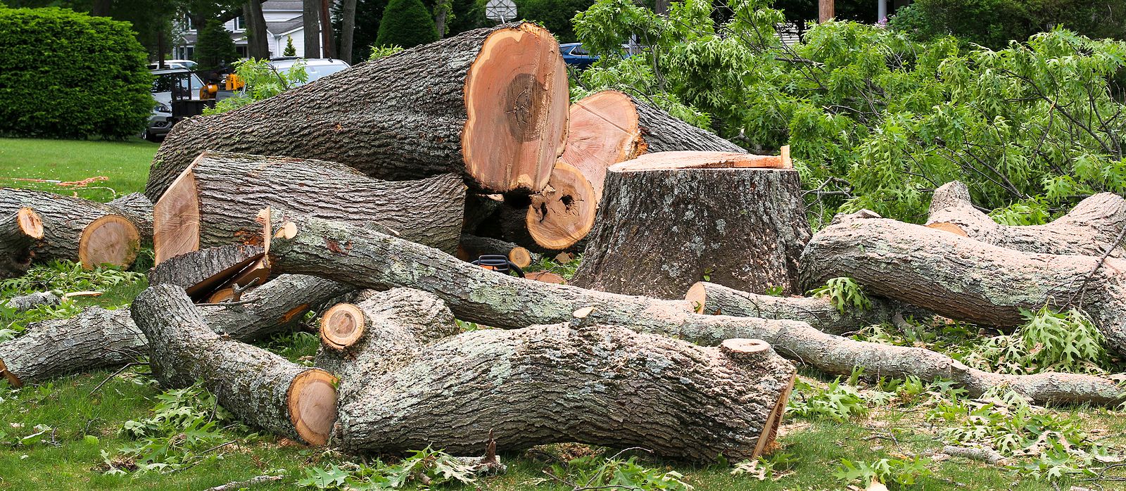 Tree Company | Boone Tree Experts | Boone, NC