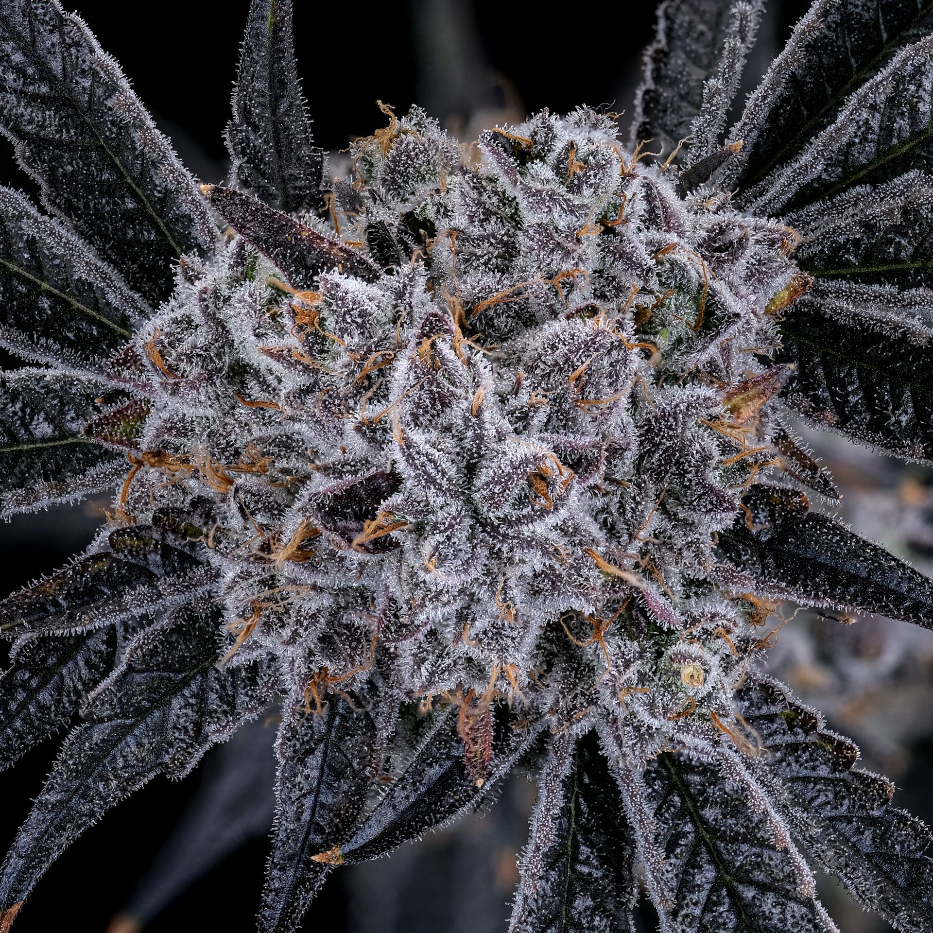 Animal Tsunami Cannabis Products | Northern Terps | Lewiston, ME