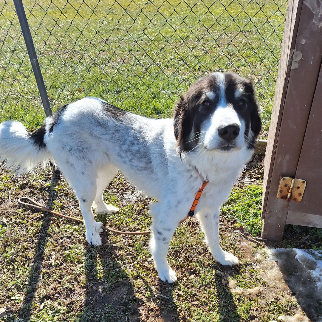 Lost & Found Pets Cape Girardeau