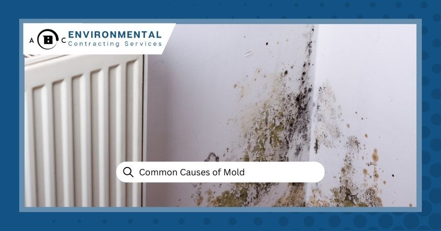 8 Common Causes of Mold | ABC Environmental Contracting Services in ...