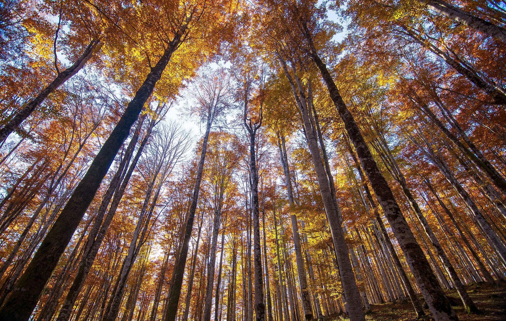Mohawk Valley Funerals and Cremations