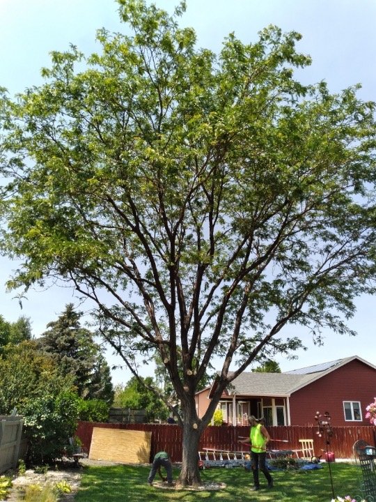 The Tree Guys LLC | HOME