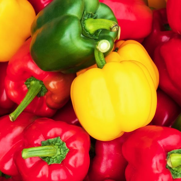 Home [www.bioagri-zaden.nl]