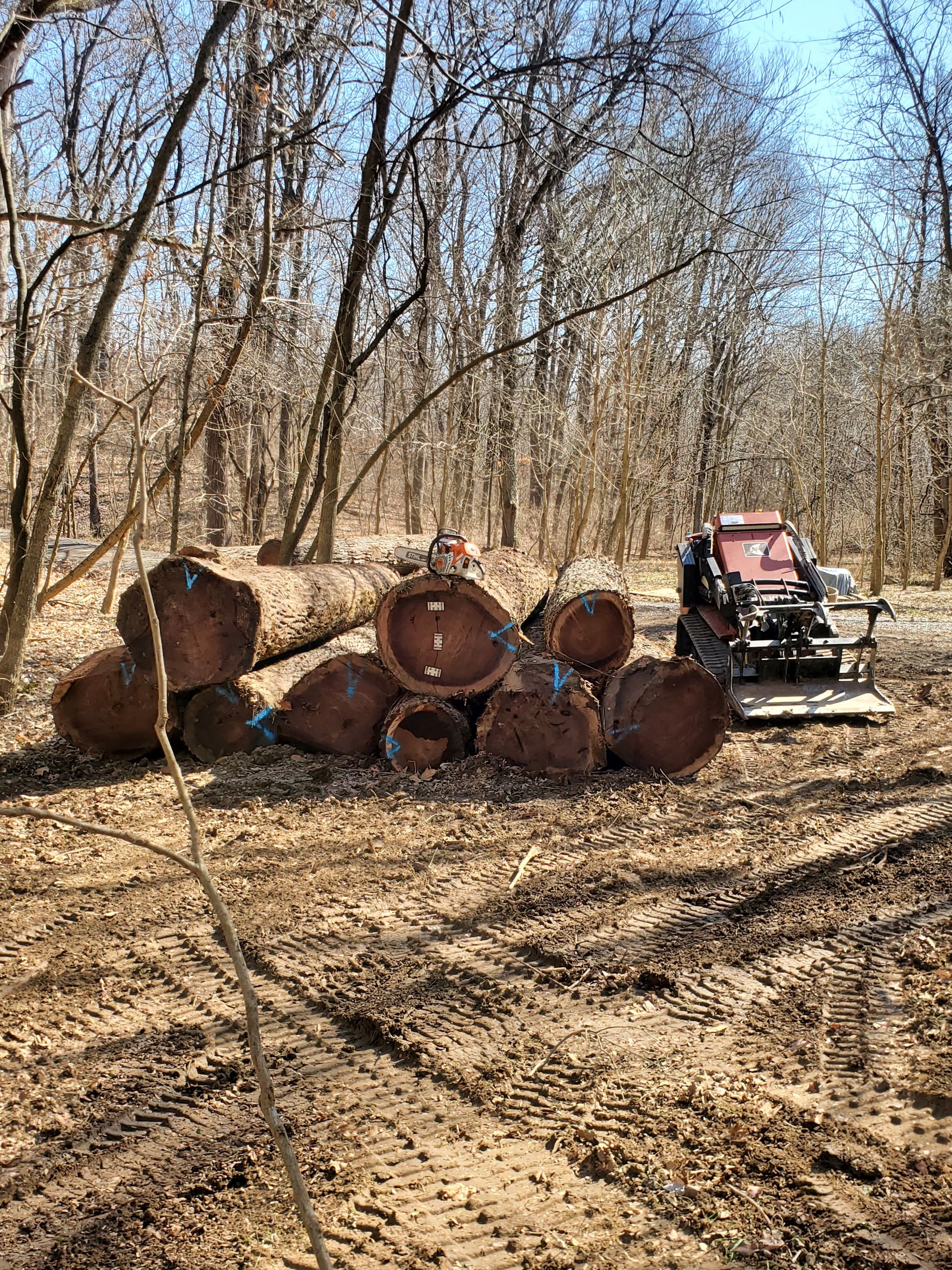 Project Gallery | Tree Services | Edwardsville IL | Glen Carbon IL