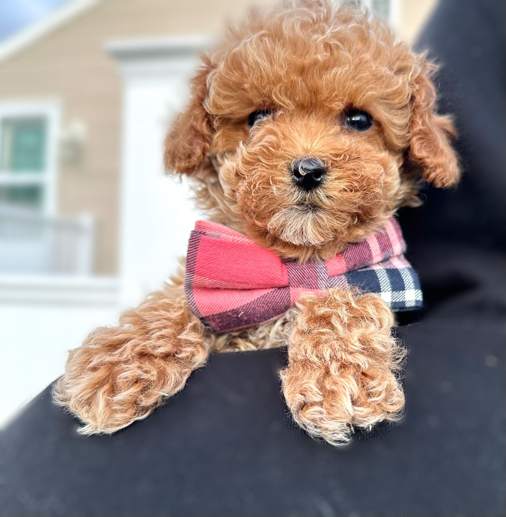 Available Mini Poodle Puppies