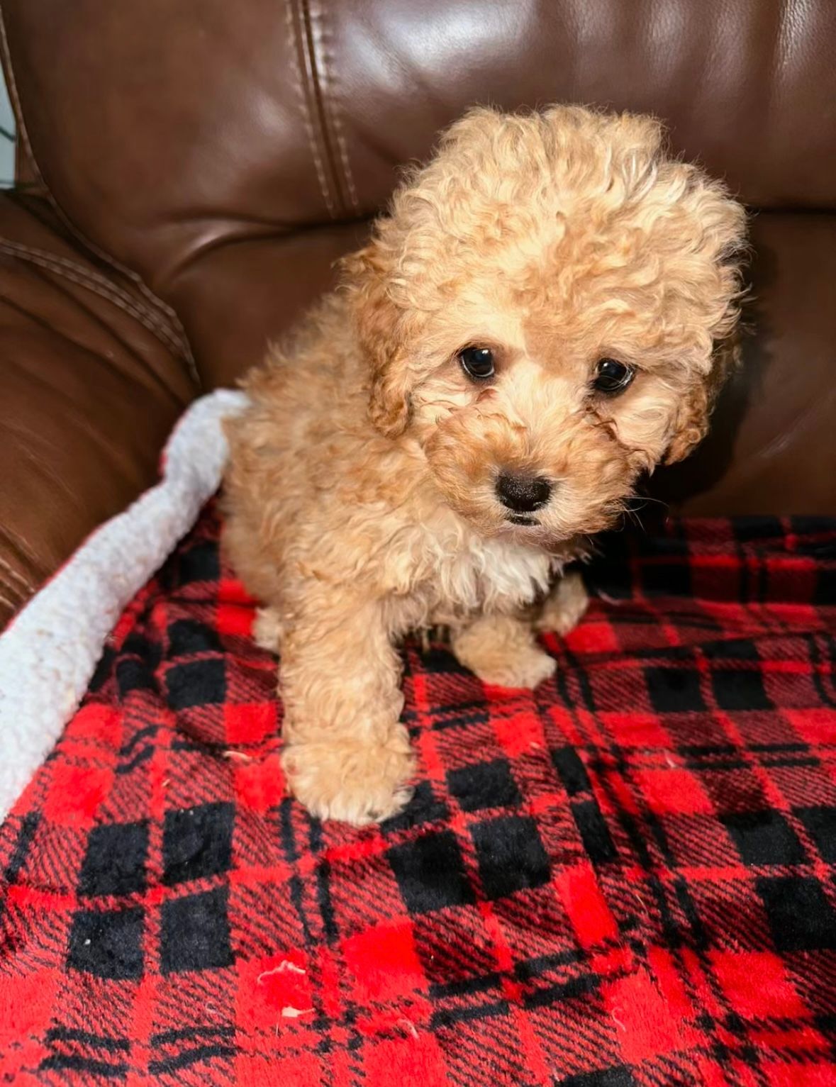 Available Mini Poodle Puppies