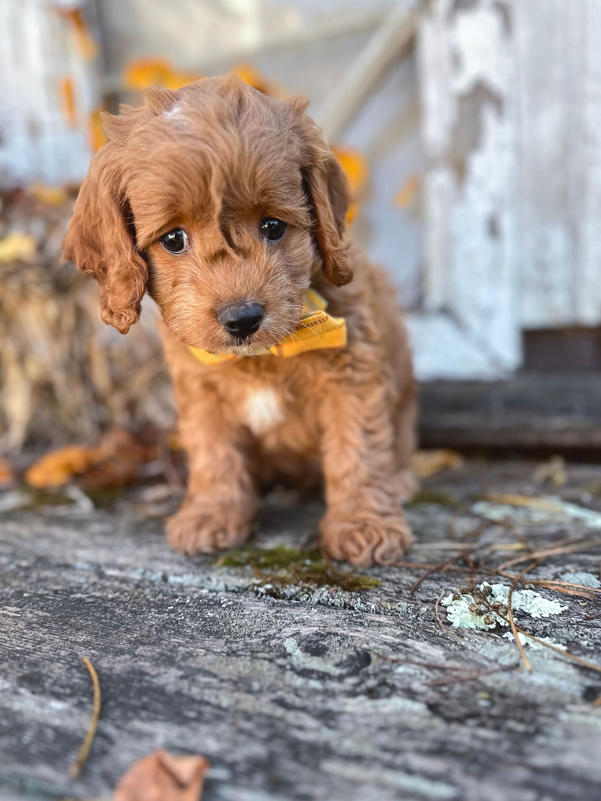 Available Cockapoo Puppies