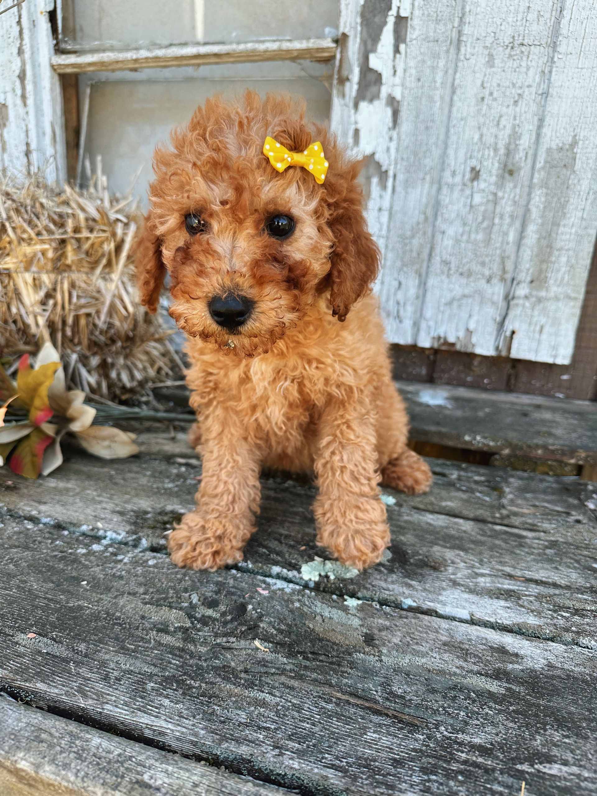 Available Mini Poodle Puppies