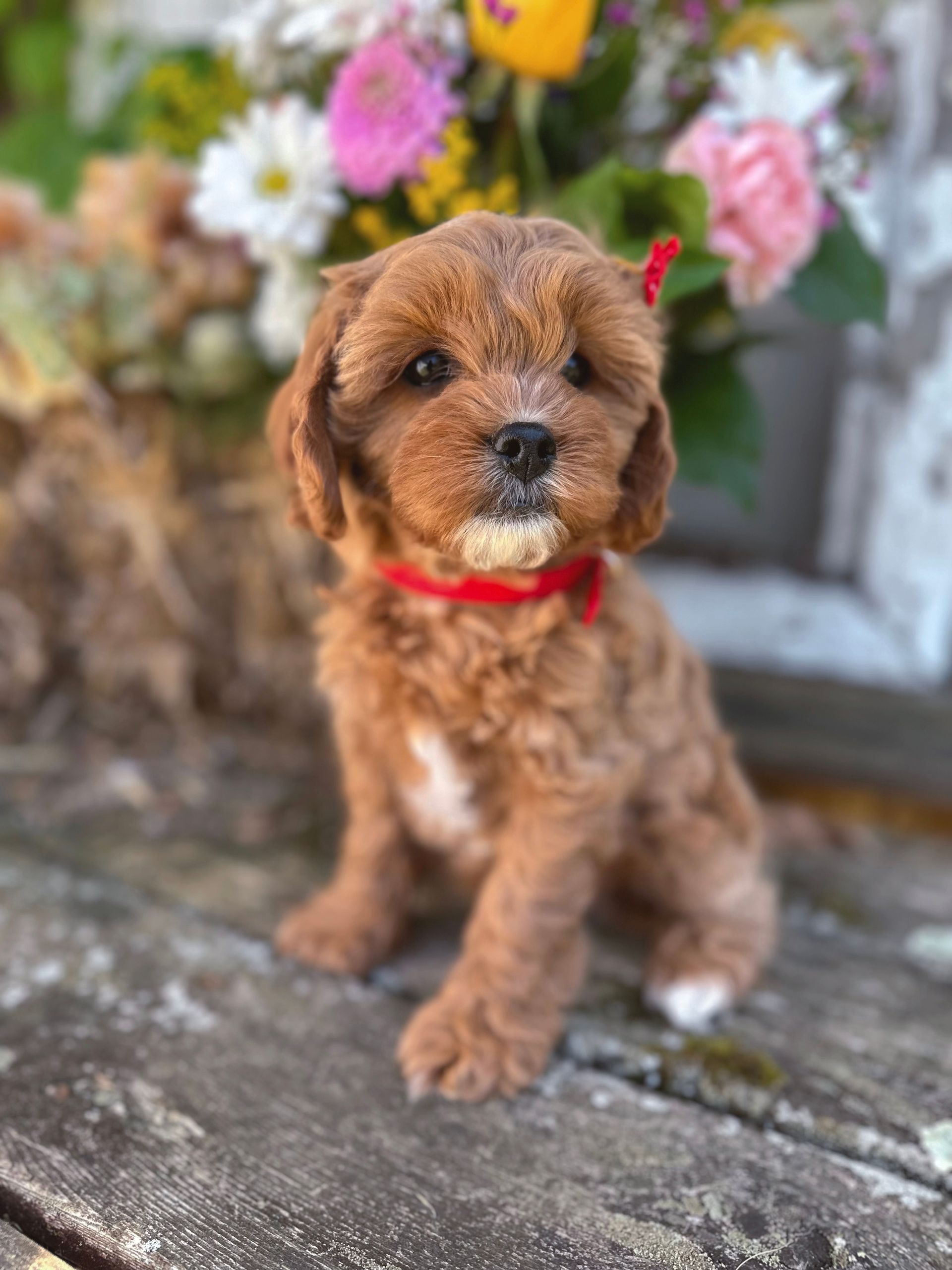 Available Cavapoo Puppies