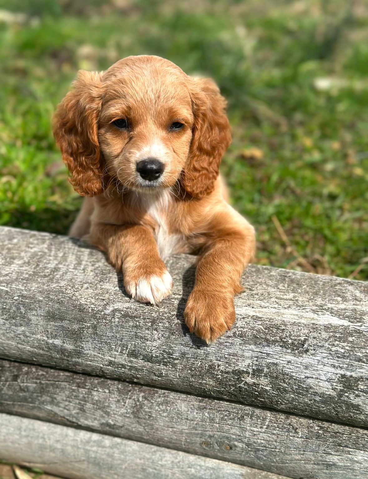 Available Cockapoo Puppies