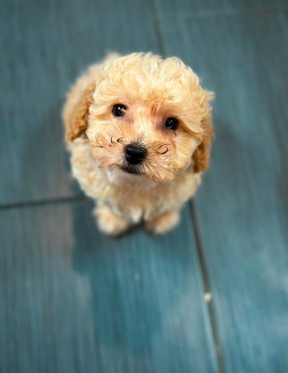 Available Mini Poodle Puppies