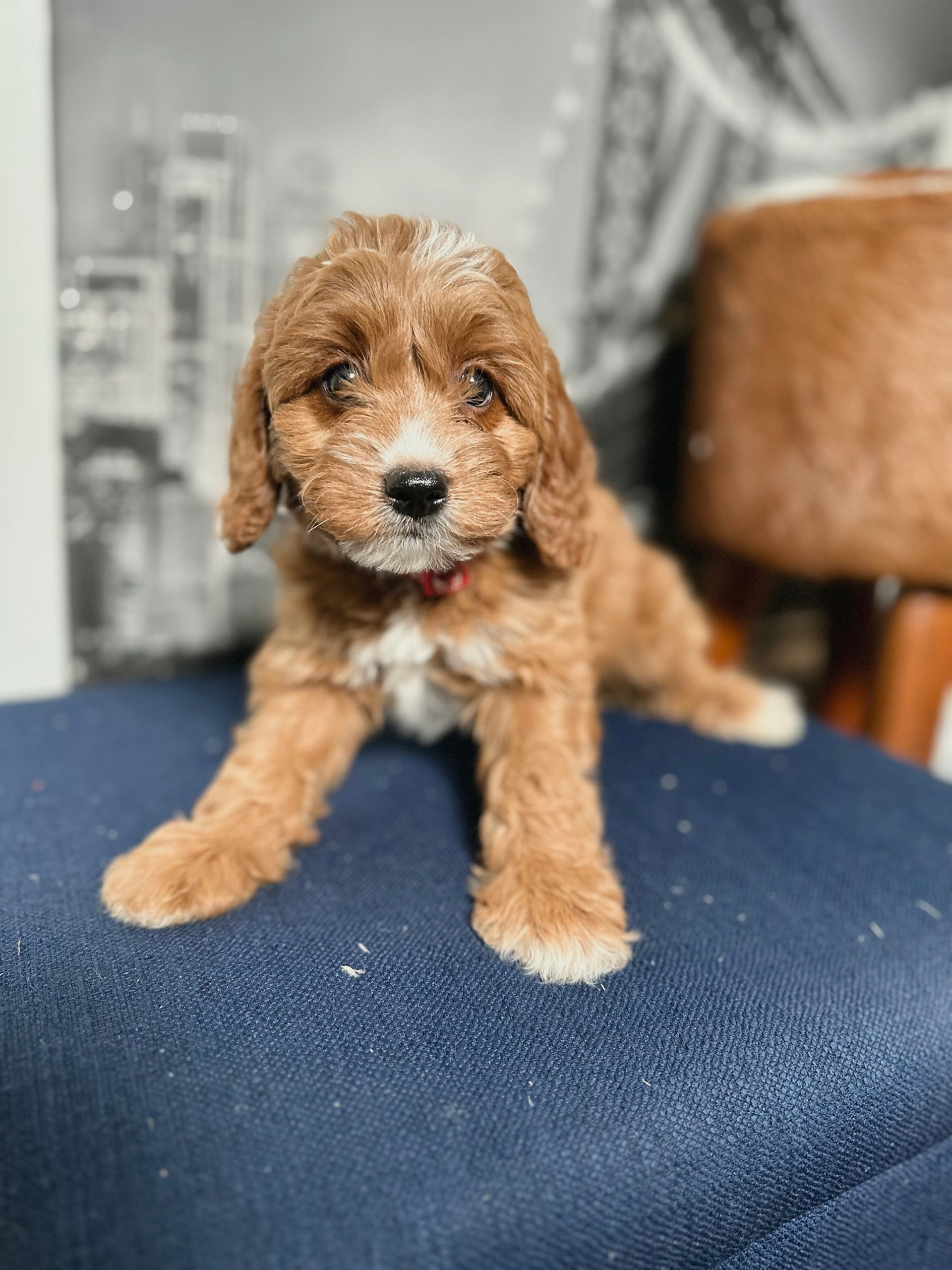Available Cavapoo Puppies