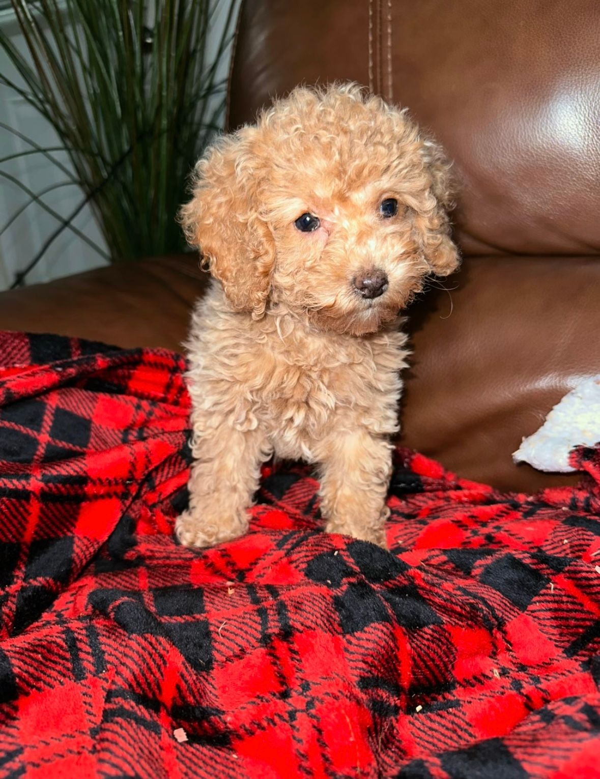 Available Mini Poodle Puppies