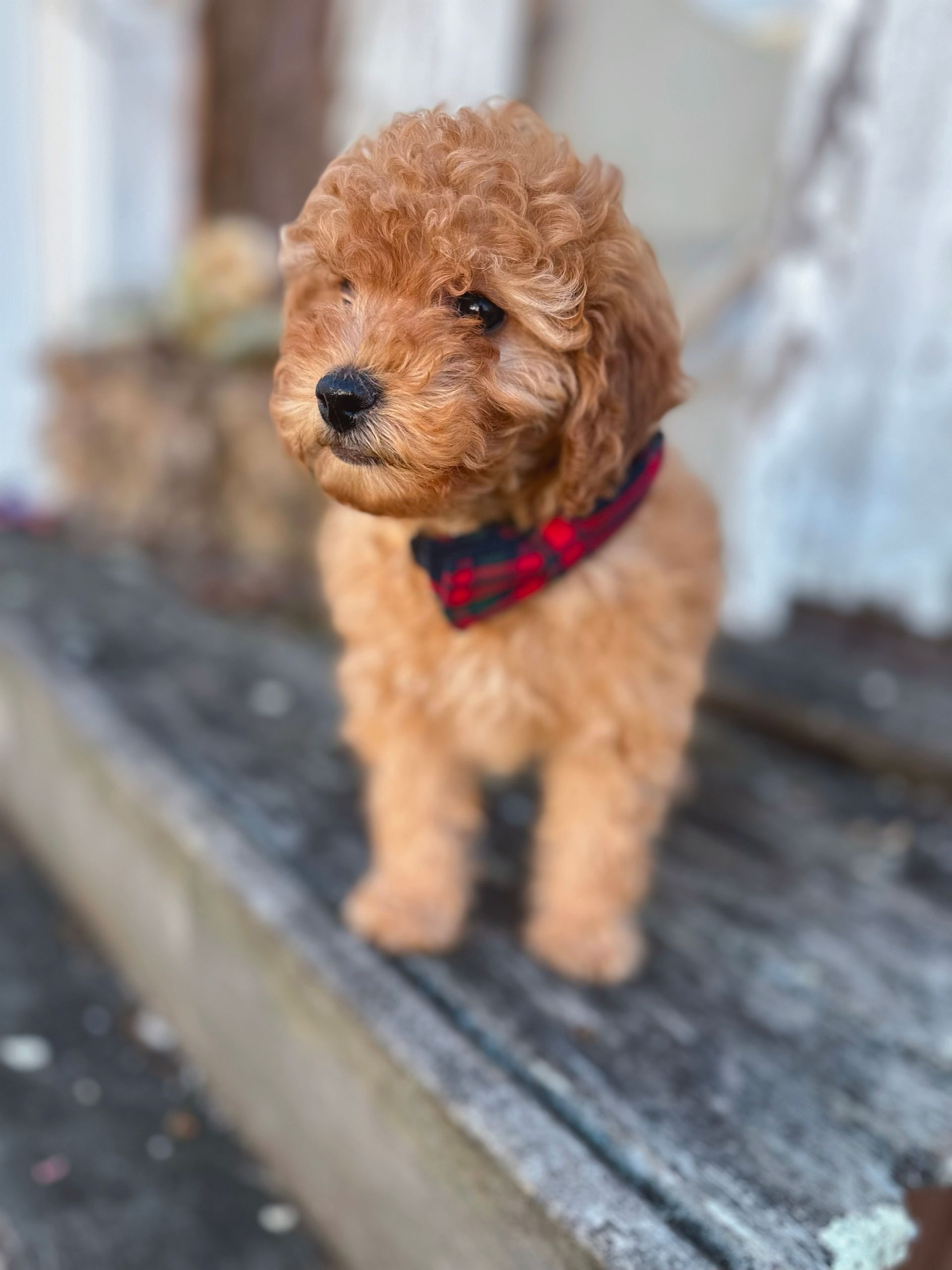 Available Mini Poodle Puppies