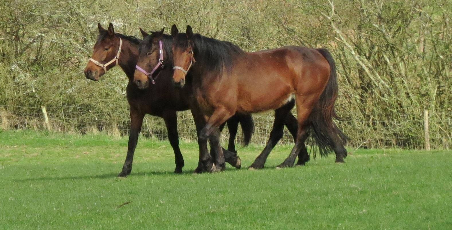The Cleveland Bay Horse Society