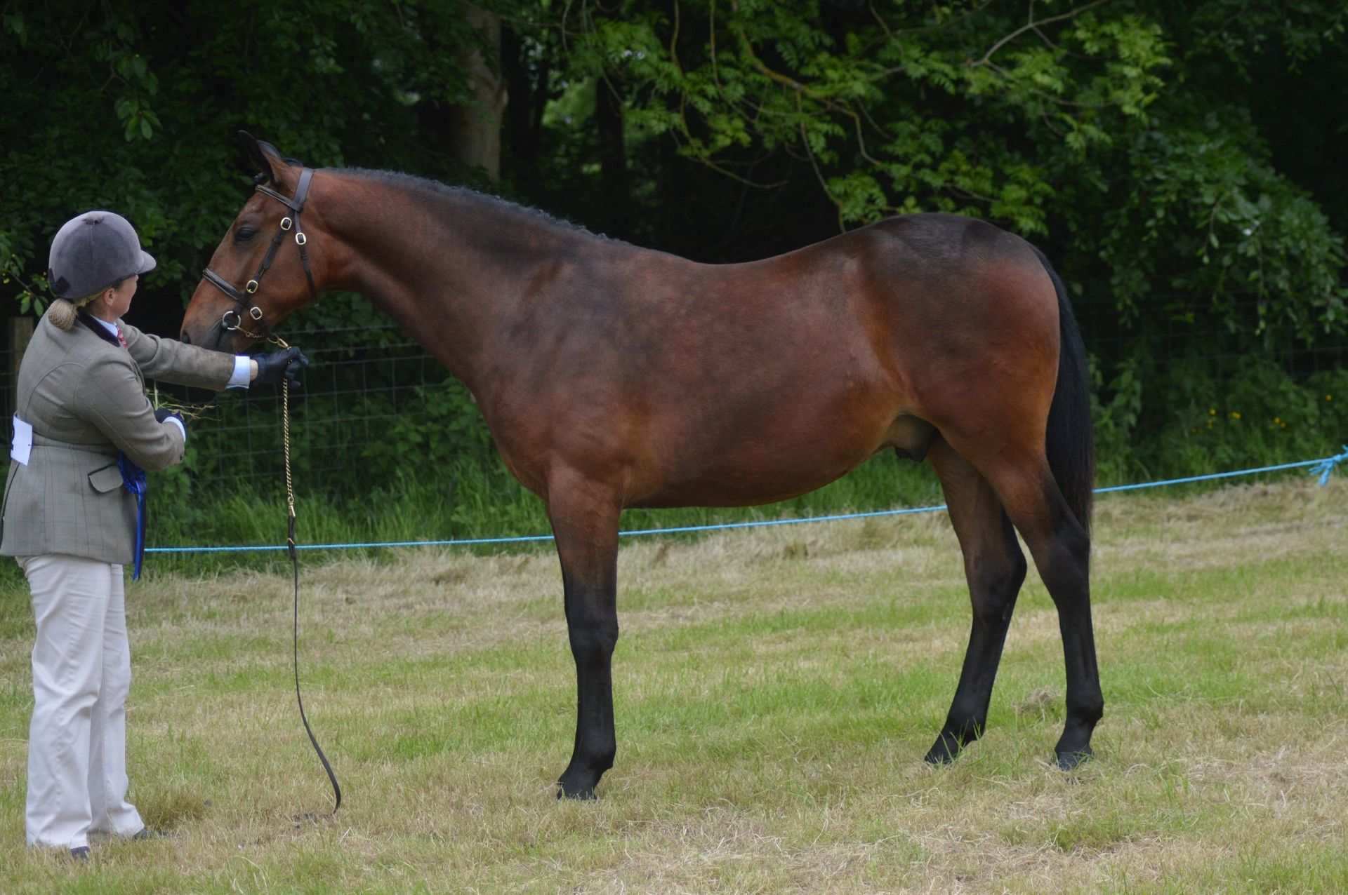 The Cleveland Bay Horse Society