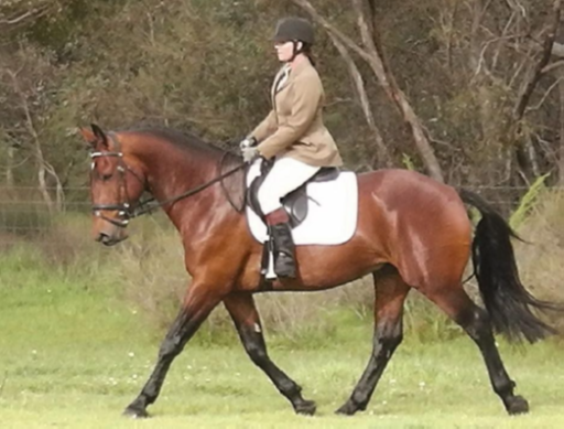 The Cleveland Bay Horse Society