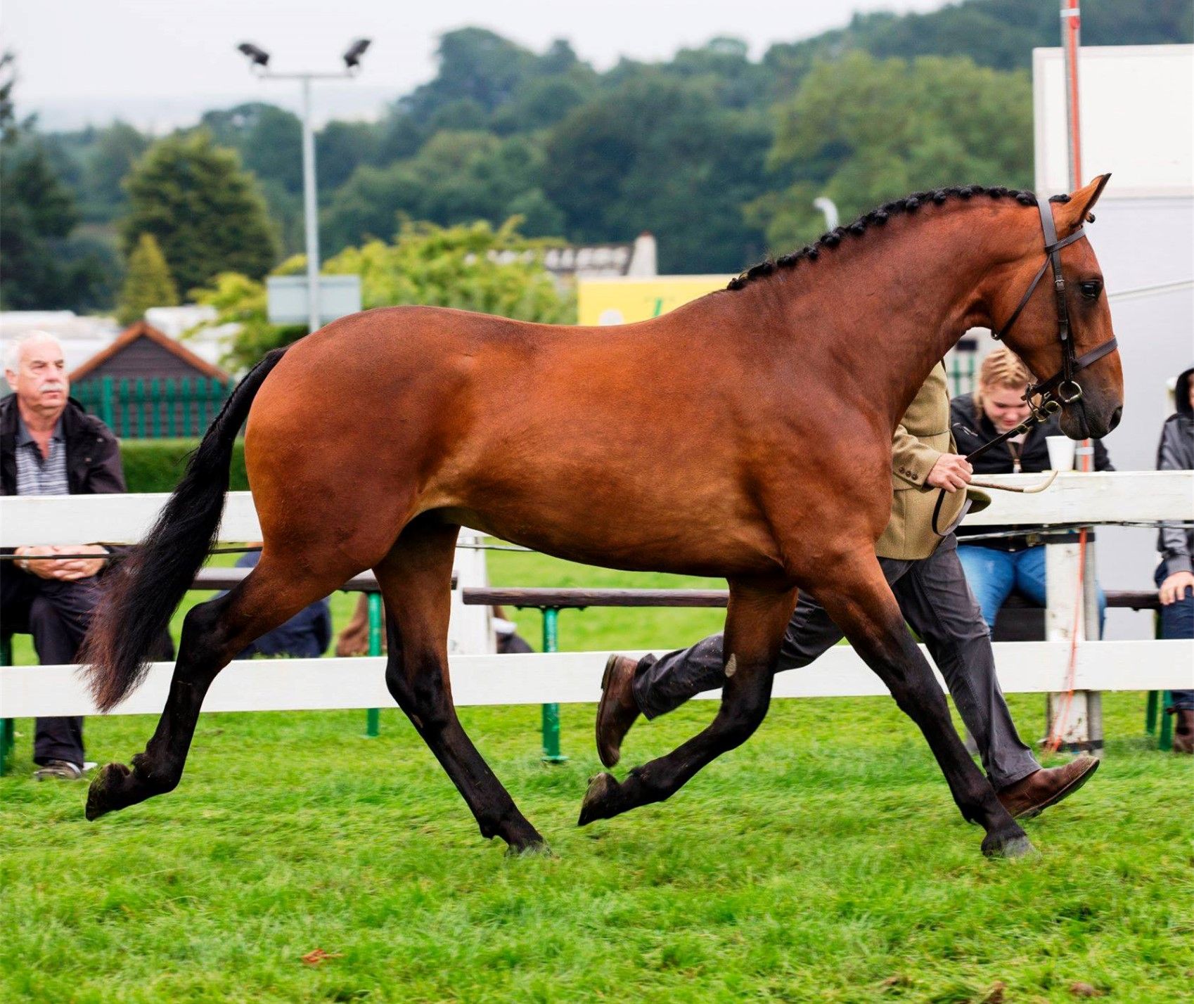 The Cleveland Bay Horse Society