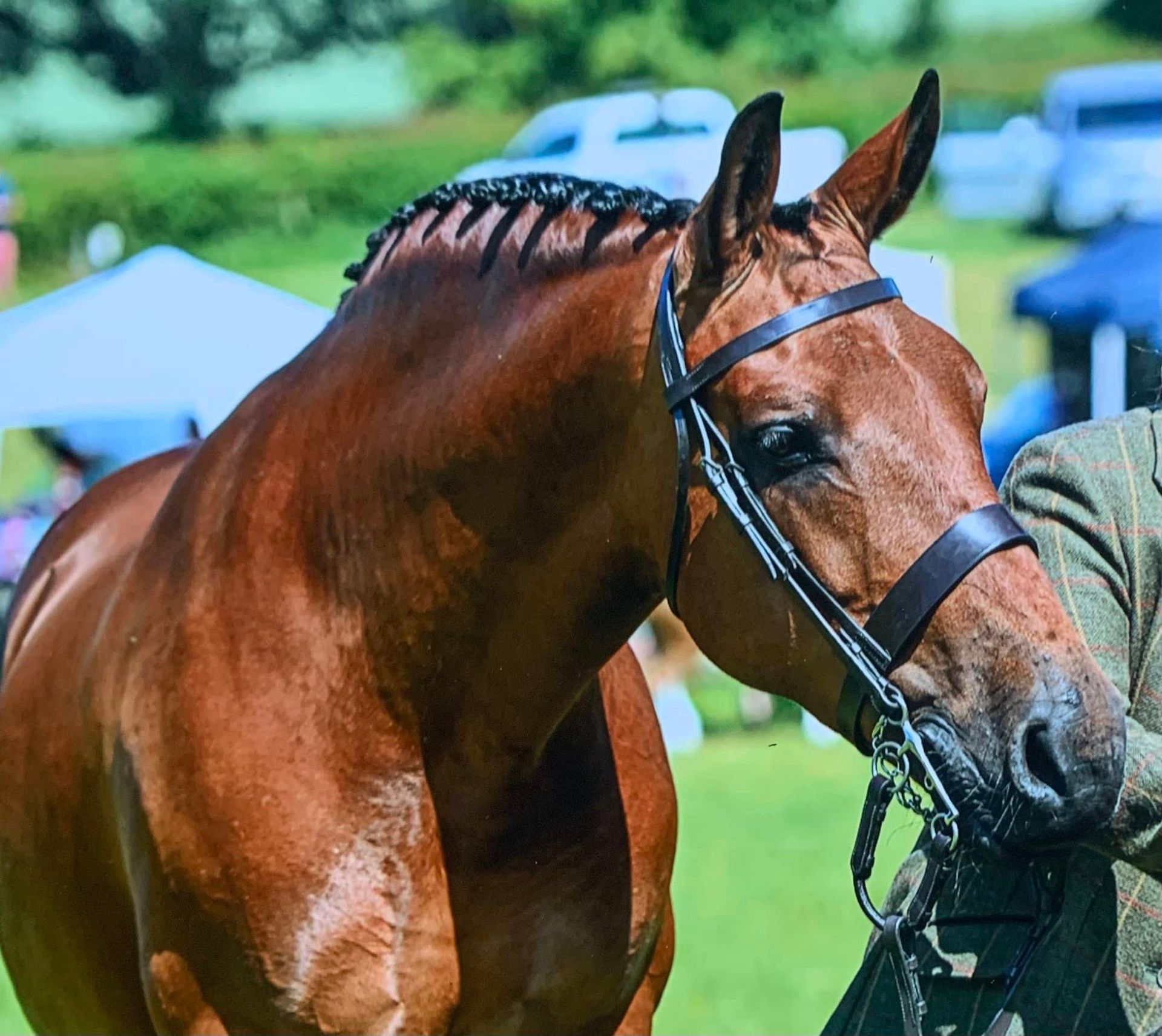 The Cleveland Bay Horse Society