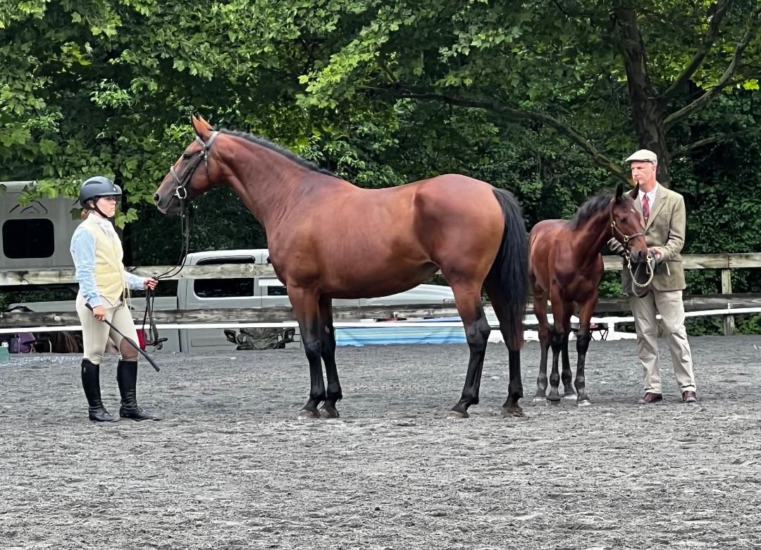 The Cleveland Bay Horse Society