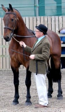 The Cleveland Bay Horse Society