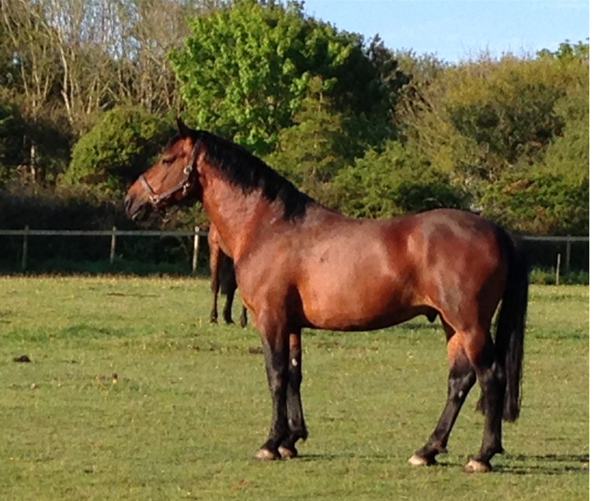 The Cleveland Bay Horse Society