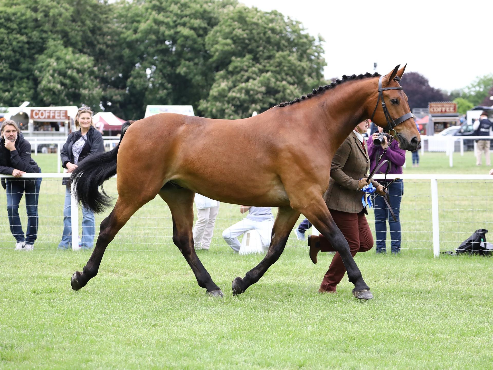 The Cleveland Bay Horse Society