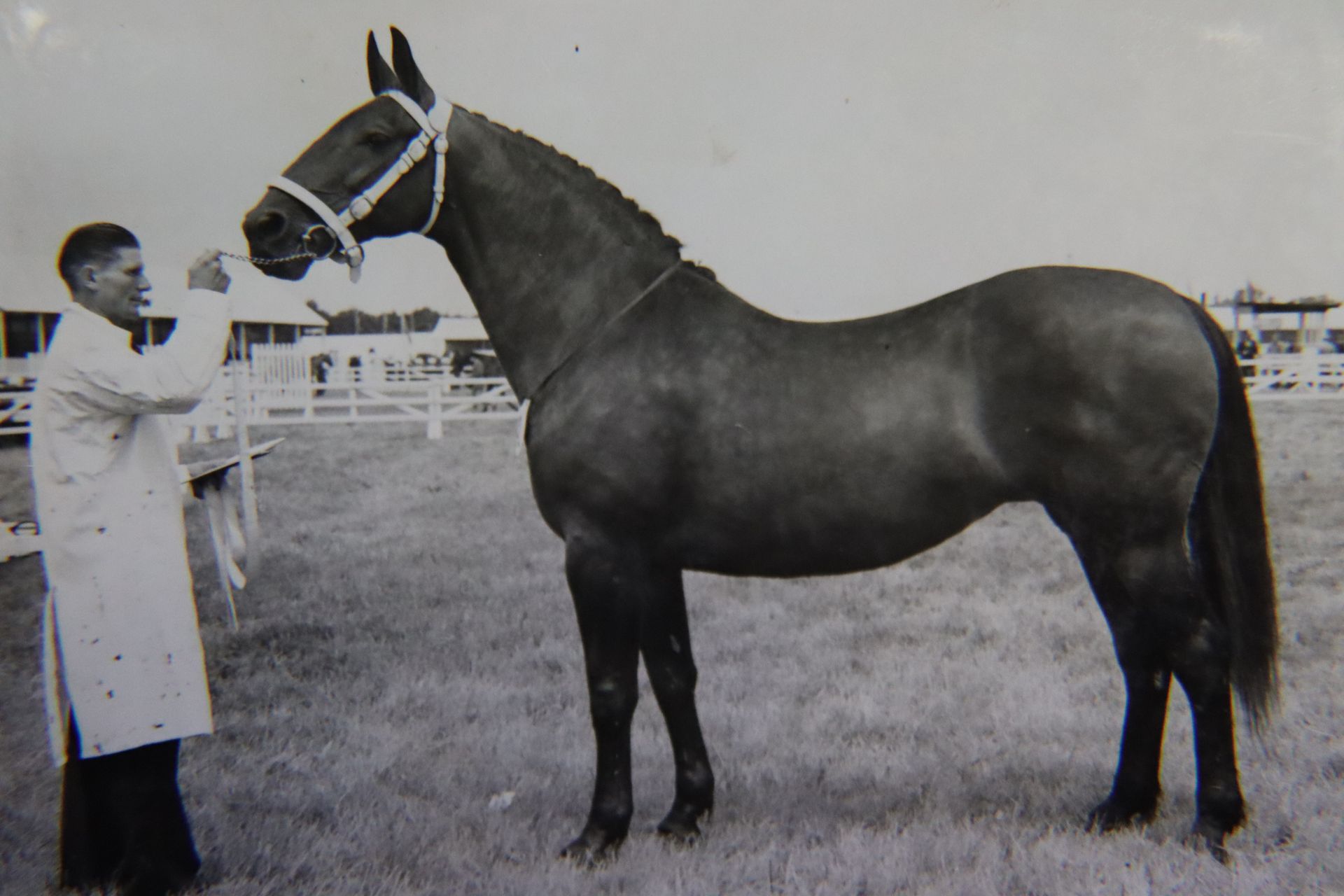 The Cleveland Bay Horse Society