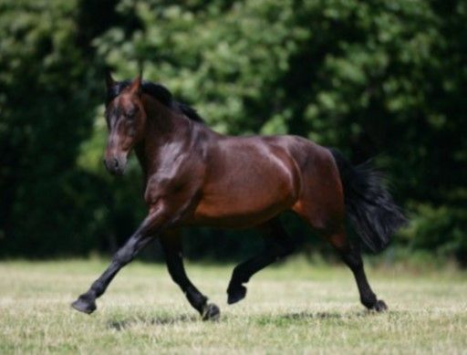 The Cleveland Bay Horse Society