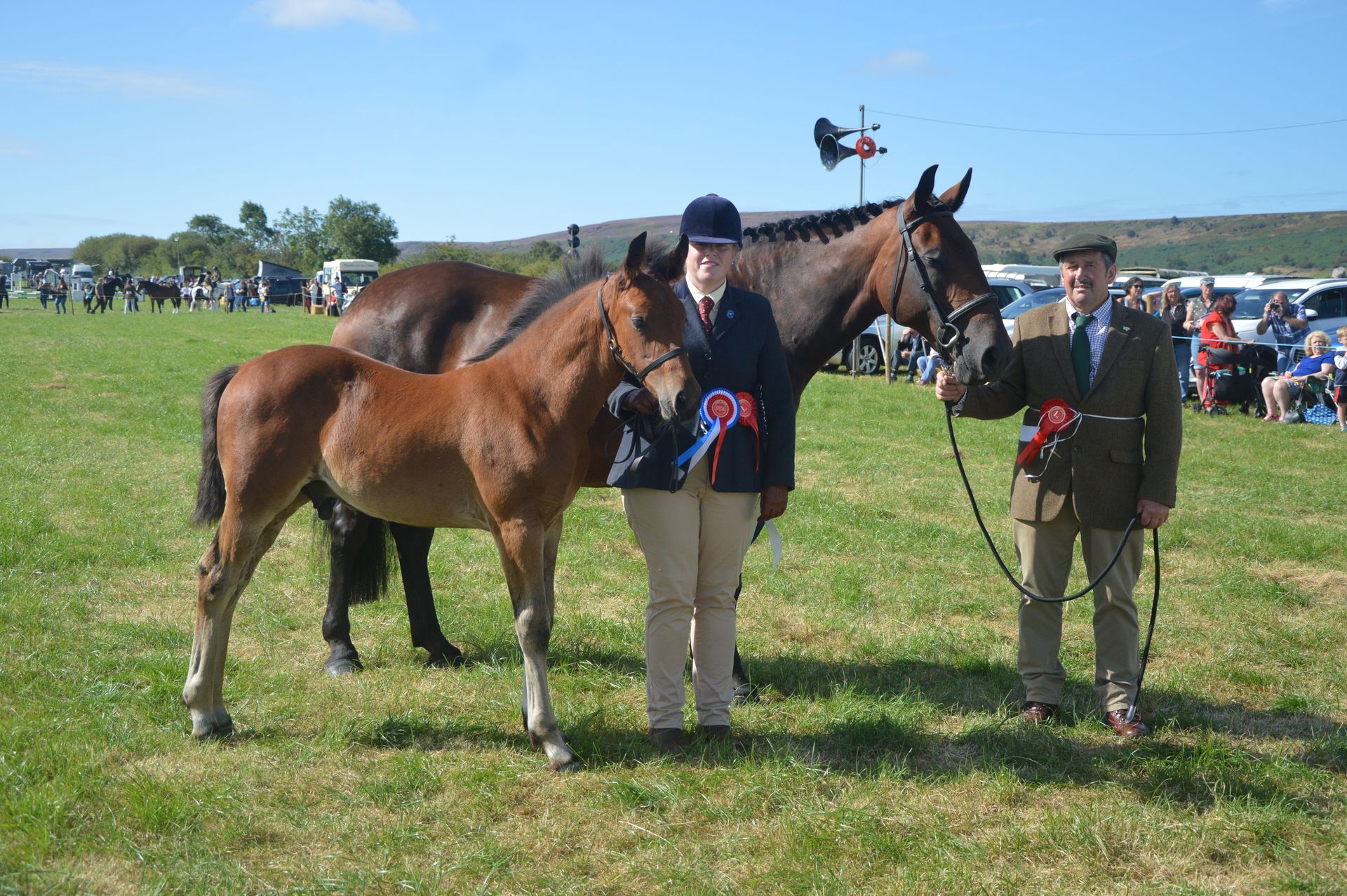 The Cleveland Bay Horse Society