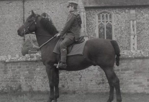 The Cleveland Bay Horse Society