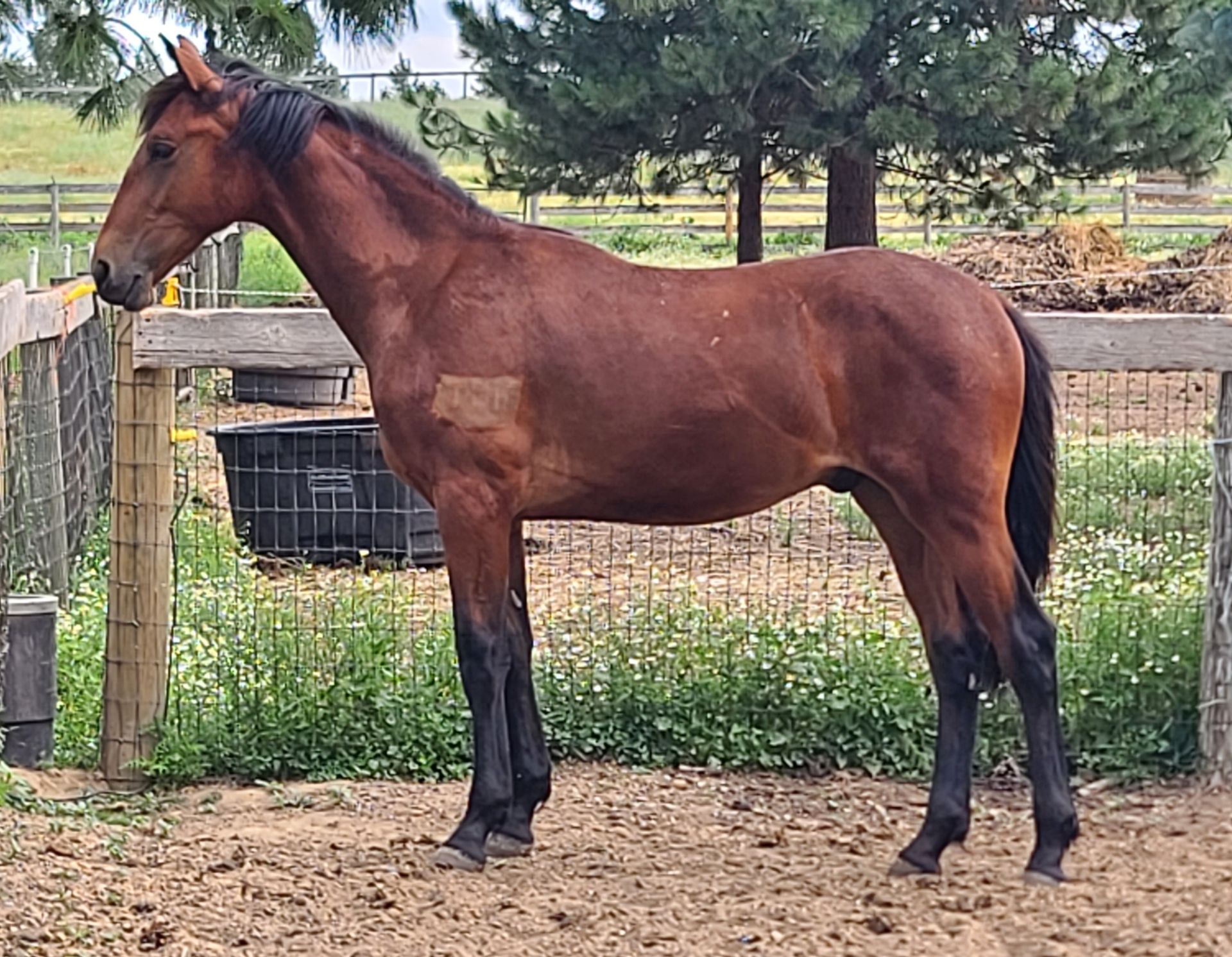 The Cleveland Bay Horse Society