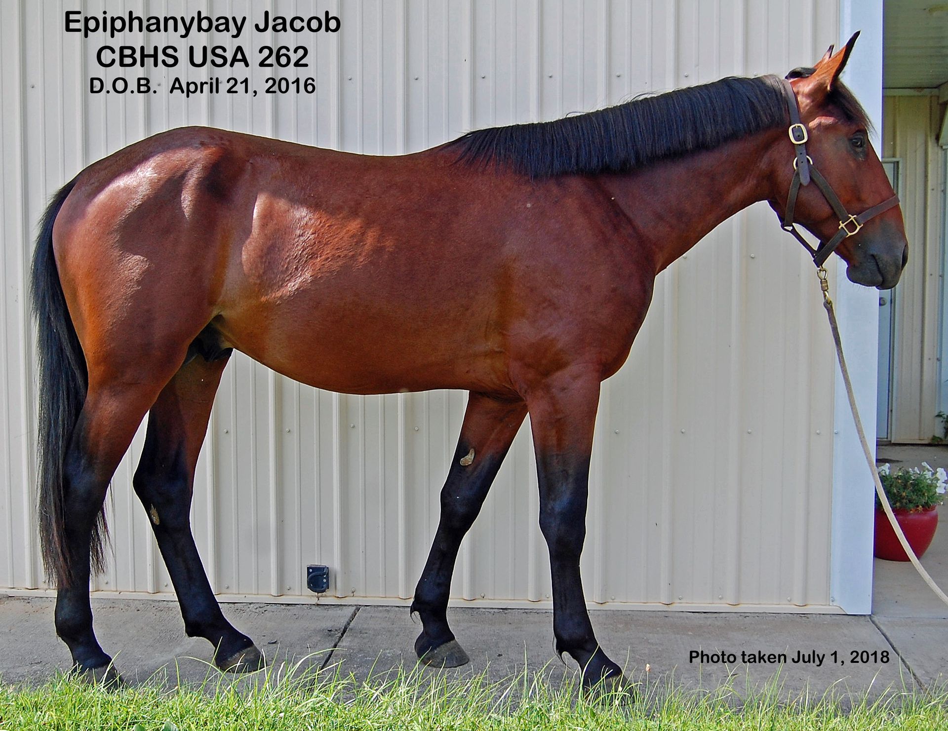 The Cleveland Bay Horse Society