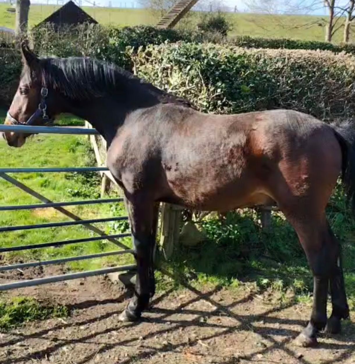 The Cleveland Bay Horse Society